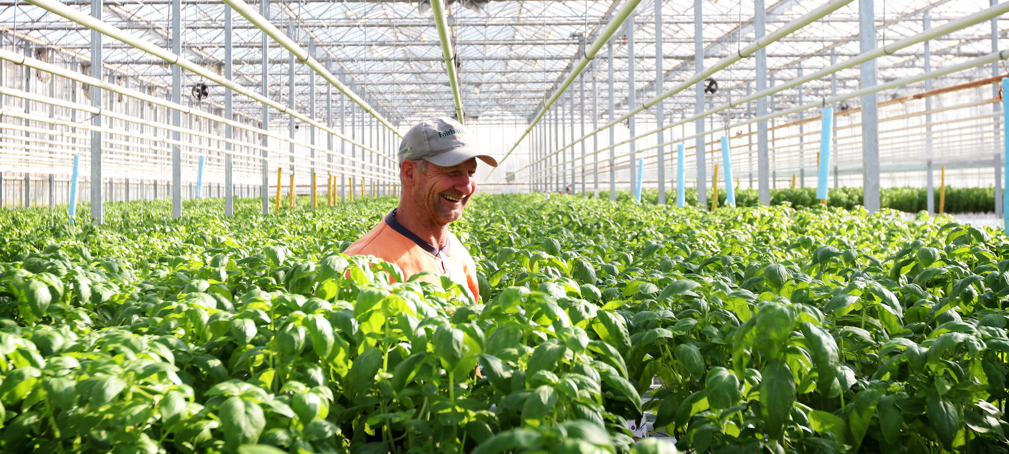 Migrants and ‘Masterchef effect’ contribute to herb grower's success ...
